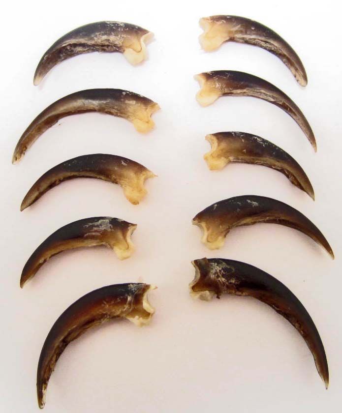 LOT OF 10 COYOTE CLAWS - TAXIDERMY