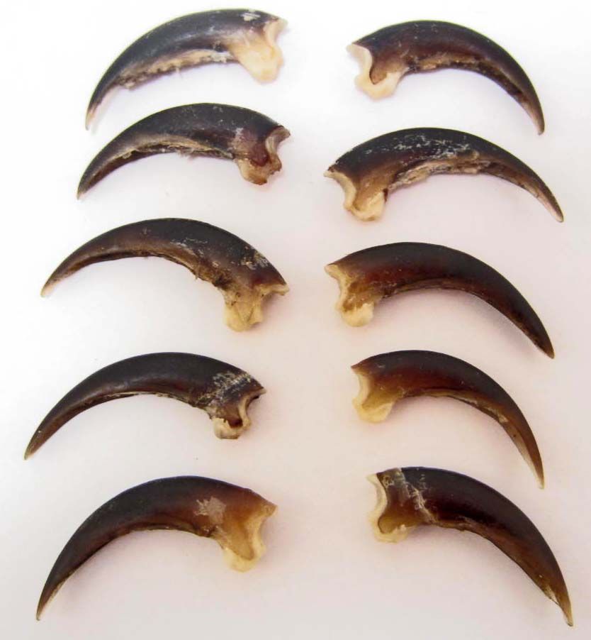 LOT OF 10 COYOTE CLAWS - TAXIDERMY
