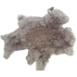 BABY KANGAROO PELT TAXIDERMY