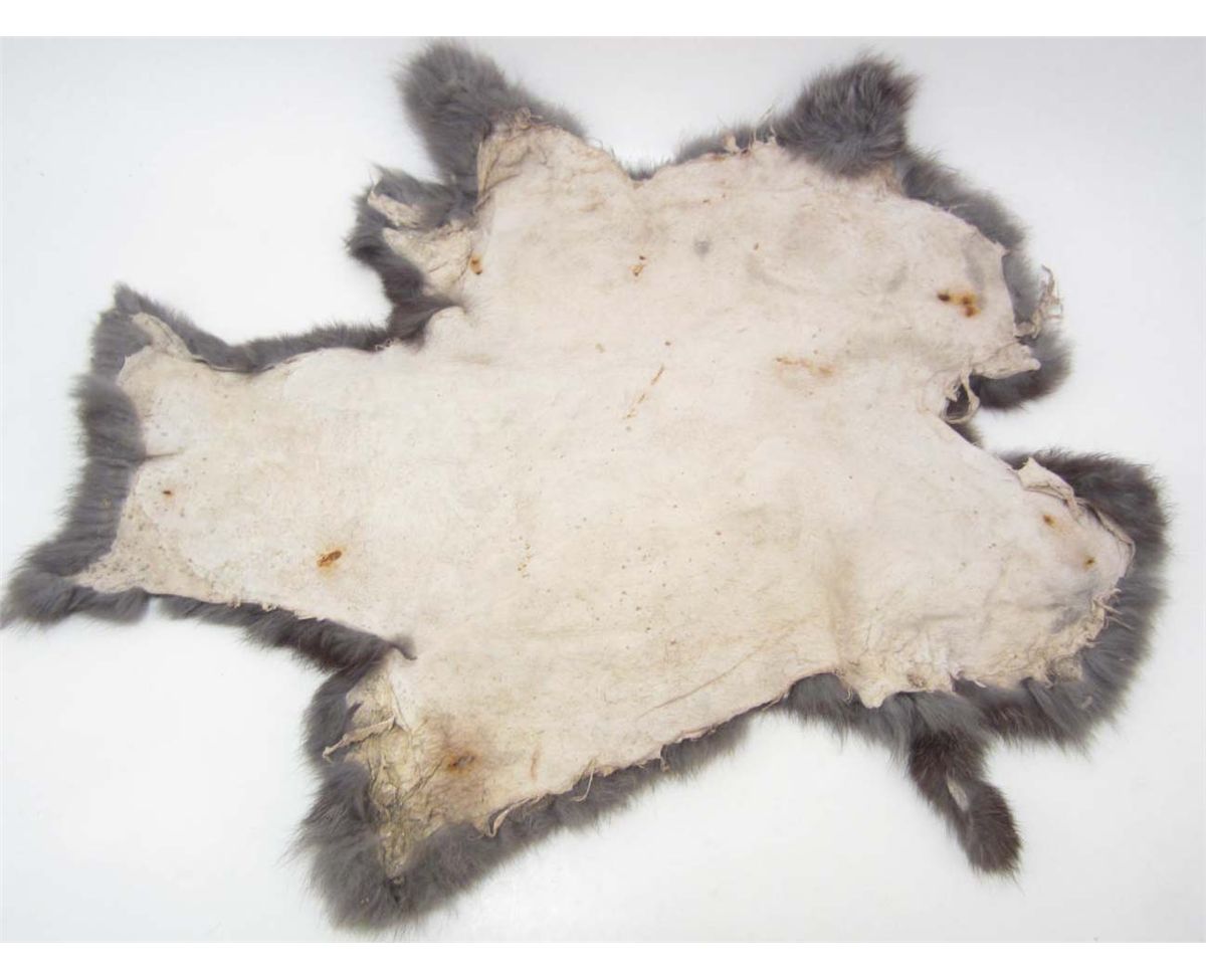 BABY KANGAROO PELT TAXIDERMY