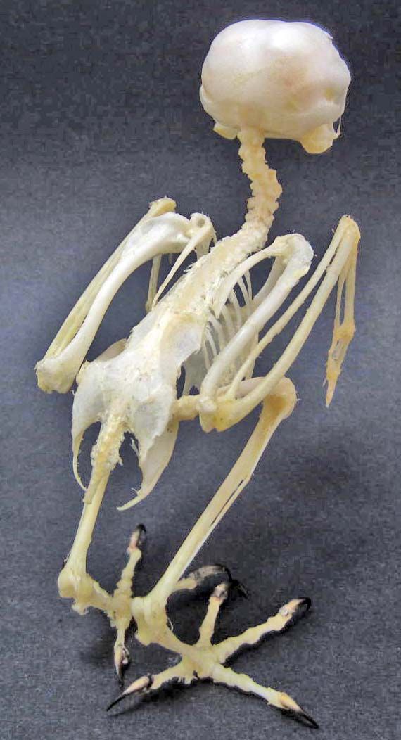 OWL SKELETON TAXIDERMY