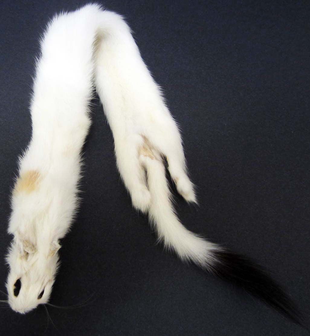 ERMINE SKULL TAXIDERMY