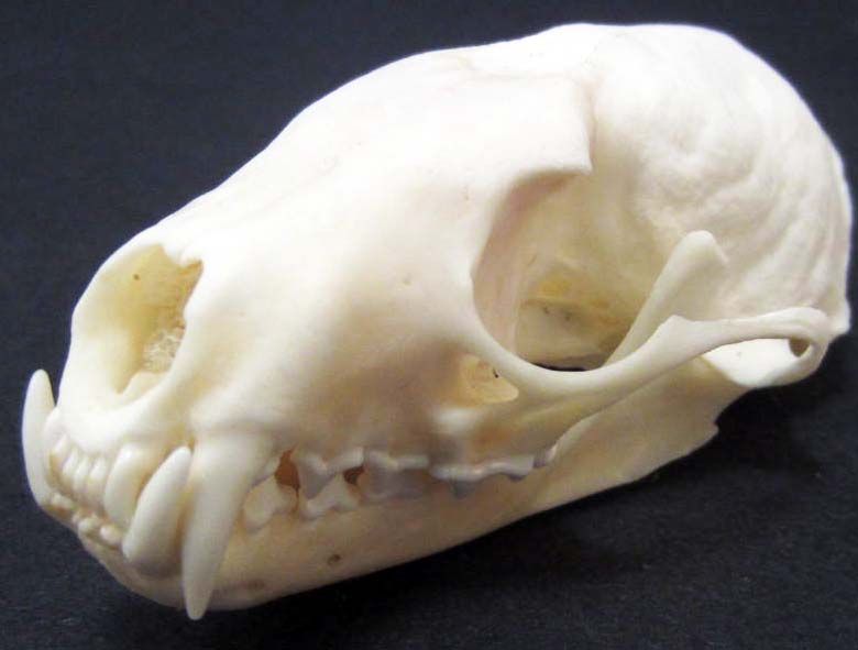 XXL PINE MARTIN SKULL TAXIDERMY