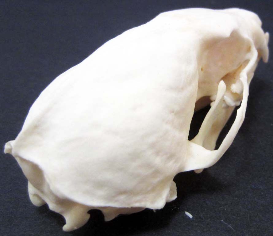 XXL PINE MARTIN SKULL TAXIDERMY
