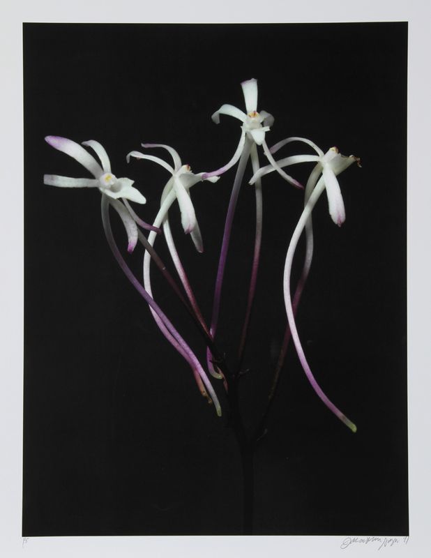 Jonathan Singer, Tall Flowers, Digital Photograph