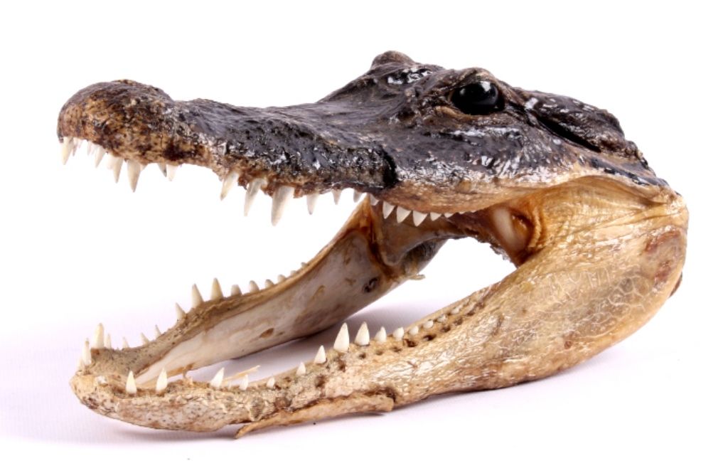 Alligator Head