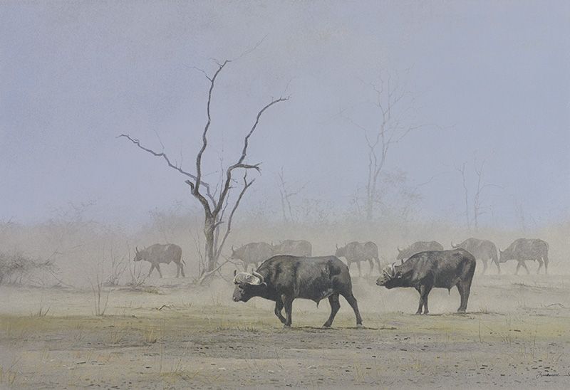 Kim Donaldson - Buffalo - Dry Season Serondella