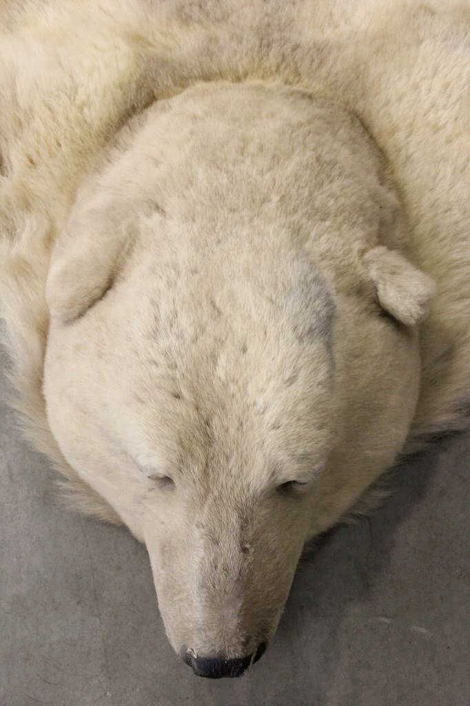 Polar Bear Rug RARE