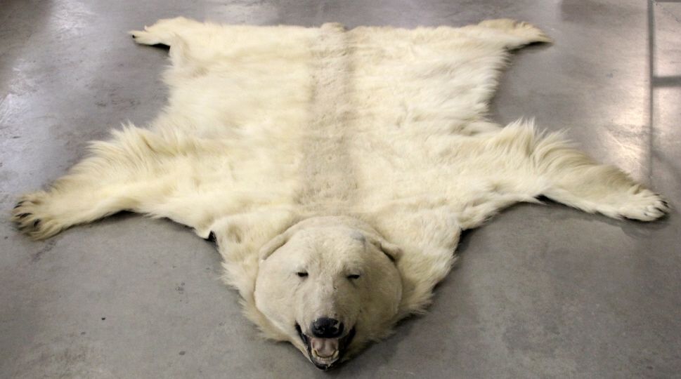 Polar Bear Rug RARE