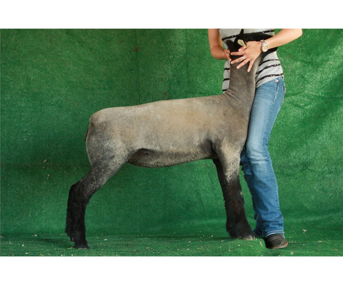 Ahart Club Lambs * Wether Sire/Dams