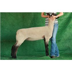 Ahart Club Lambs * Wether Sire/Dams