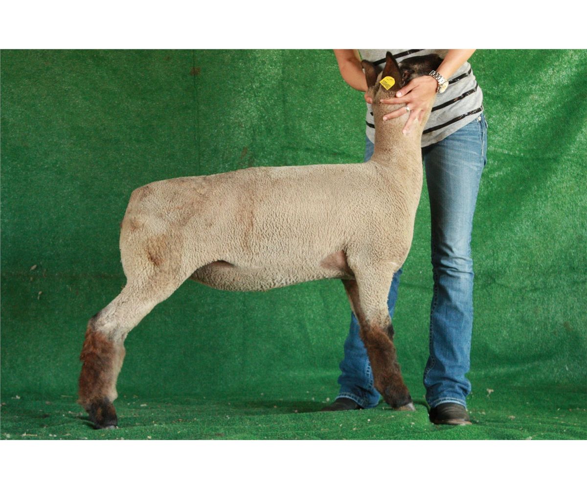 Ahart Club Lambs * Wether Sire/Dams
