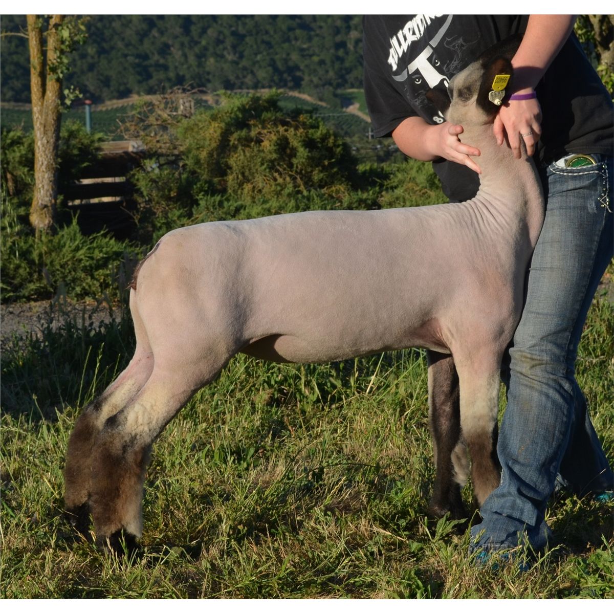 Bohan-Lewis Club Lambs * Wether Sire/Dams