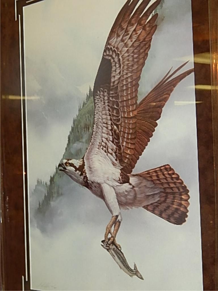 FRAMED LIMITED EDITION PRINT -HAWK - LUKE RAFFIN