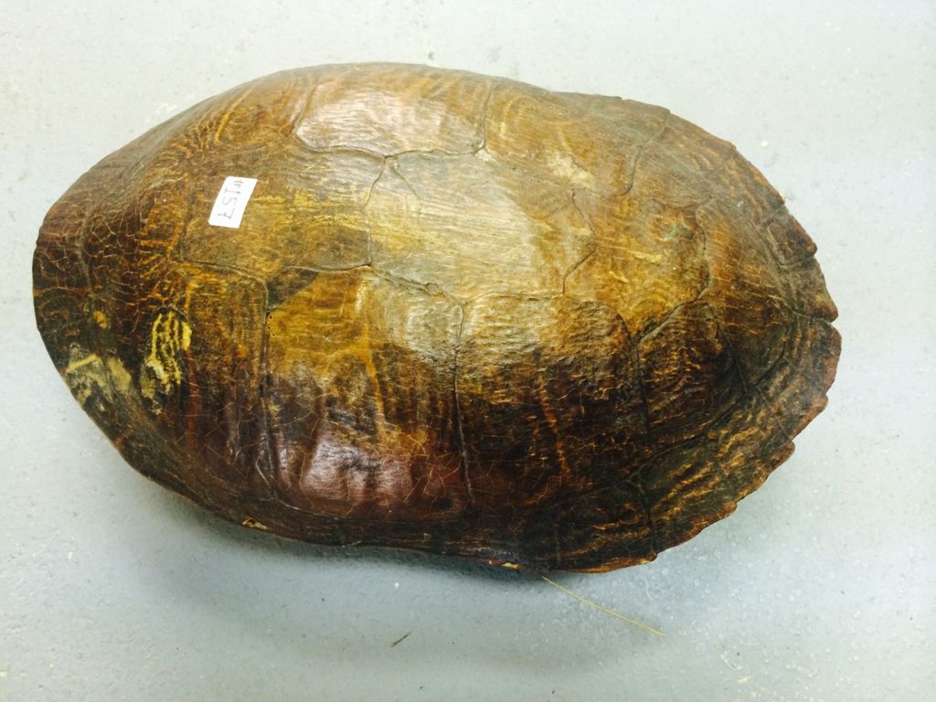 Genuine Turtle Shell (Back and Stomach) (12.5" X 8.25")