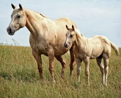Moonfire Fox (pending) - 2014 Palomino AQHA Filly