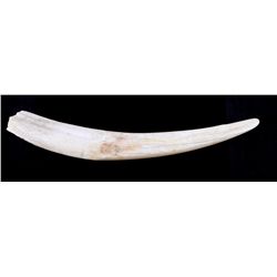 Antique Ivory Walrus Tusk The tusk shows great con