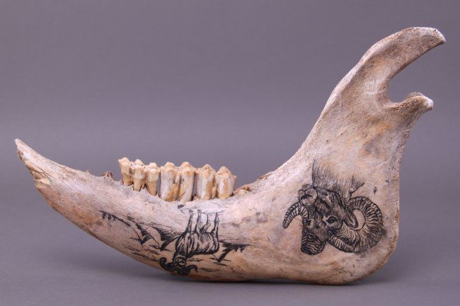 Scrimshaw Cow Jawbone, Painted Design.(Size: See last