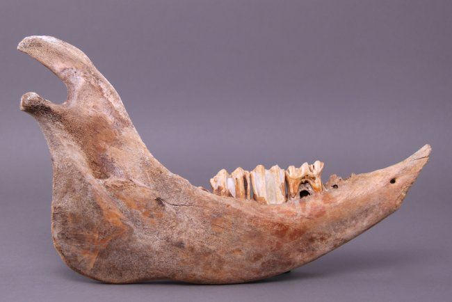 Scrimshaw Cow Jawbone, Painted Design.(Size: See last