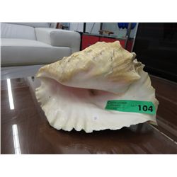 Large Conch shell