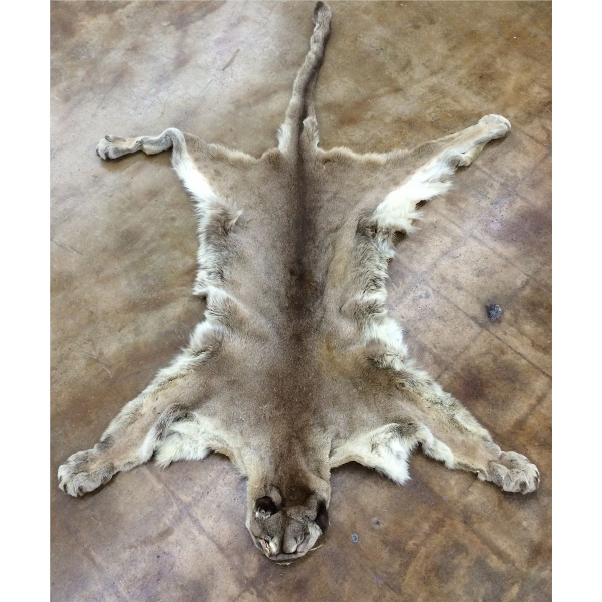 Mountain Lion Hide