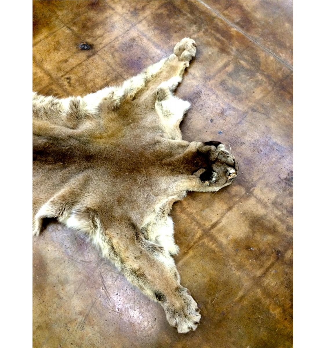 Mountain Lion Hide