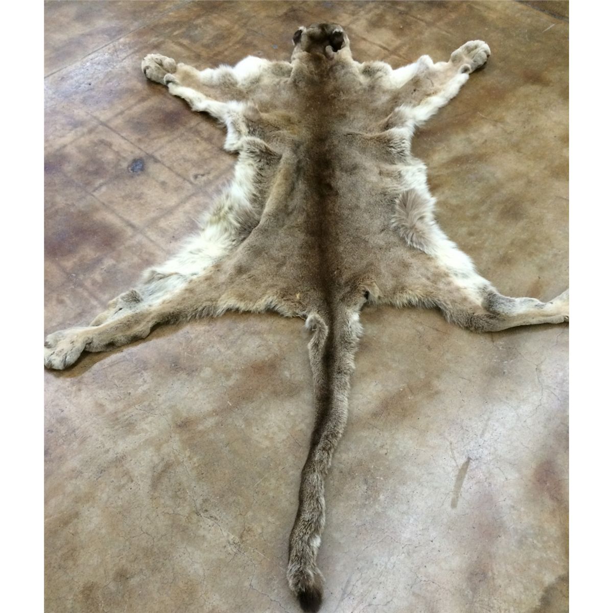 Mountain Lion Hide