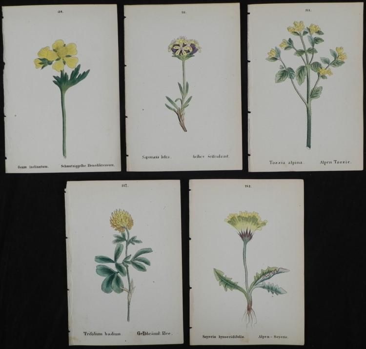 5 Antique Botanical Prints Yellow Flowers German