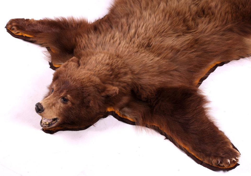 Montana Cinnamon Black Bear Rug Mount This is a Mo