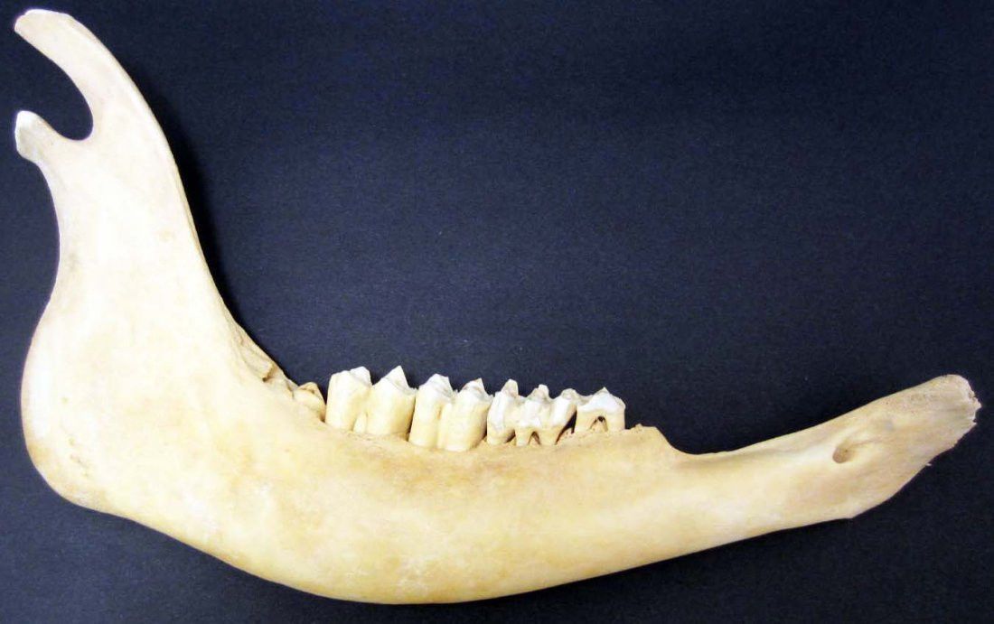 REAL BUFFALO JAW BONE WITH TEETH 16.5" LONG