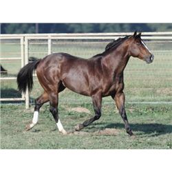 STOLI MY HEART - 2003 BAY AQHA Stallion