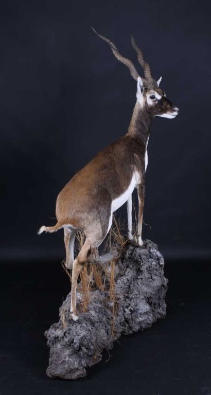 Gold Black Buck Full Body Trophy Mount This is a v