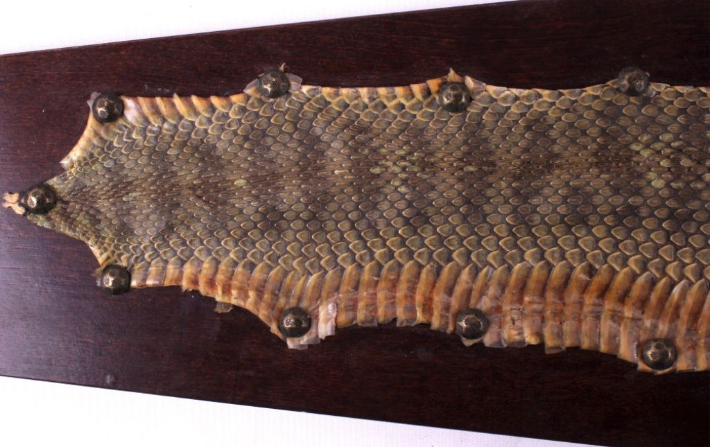 Montana Rattlesnake Skin Mount This is a Montana r