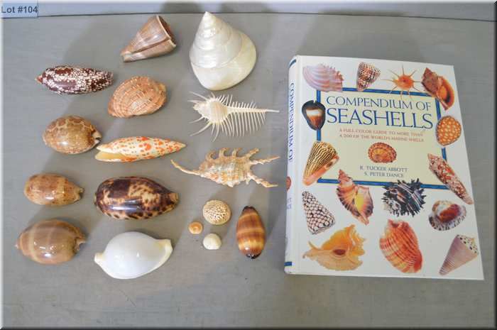 Compendium of Seashells reference guide and a selection of sea shells