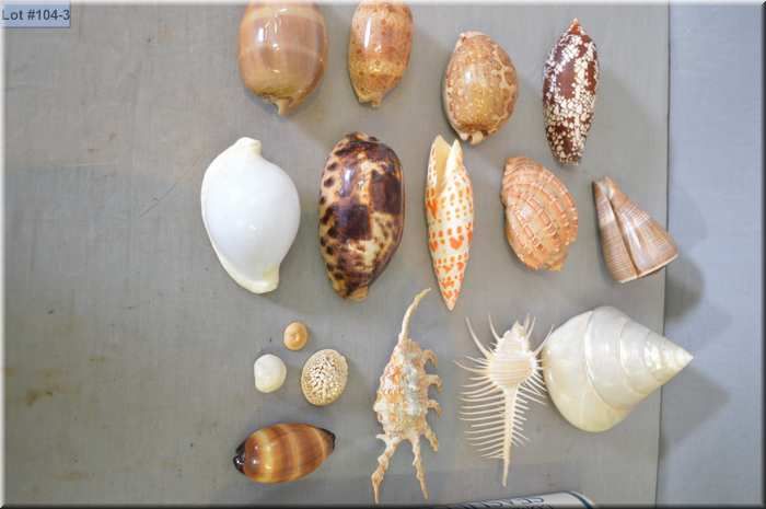 Compendium of Seashells reference guide and a selection of sea shells