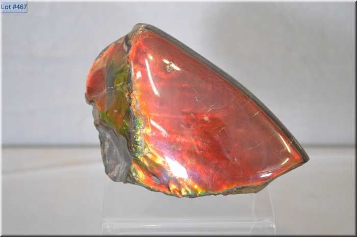 Large Ammolite specimen