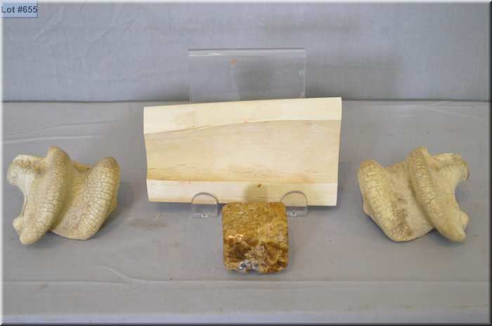 Two pieces of fossilized vertebrae, a chunk of Elephant ivory and a ...