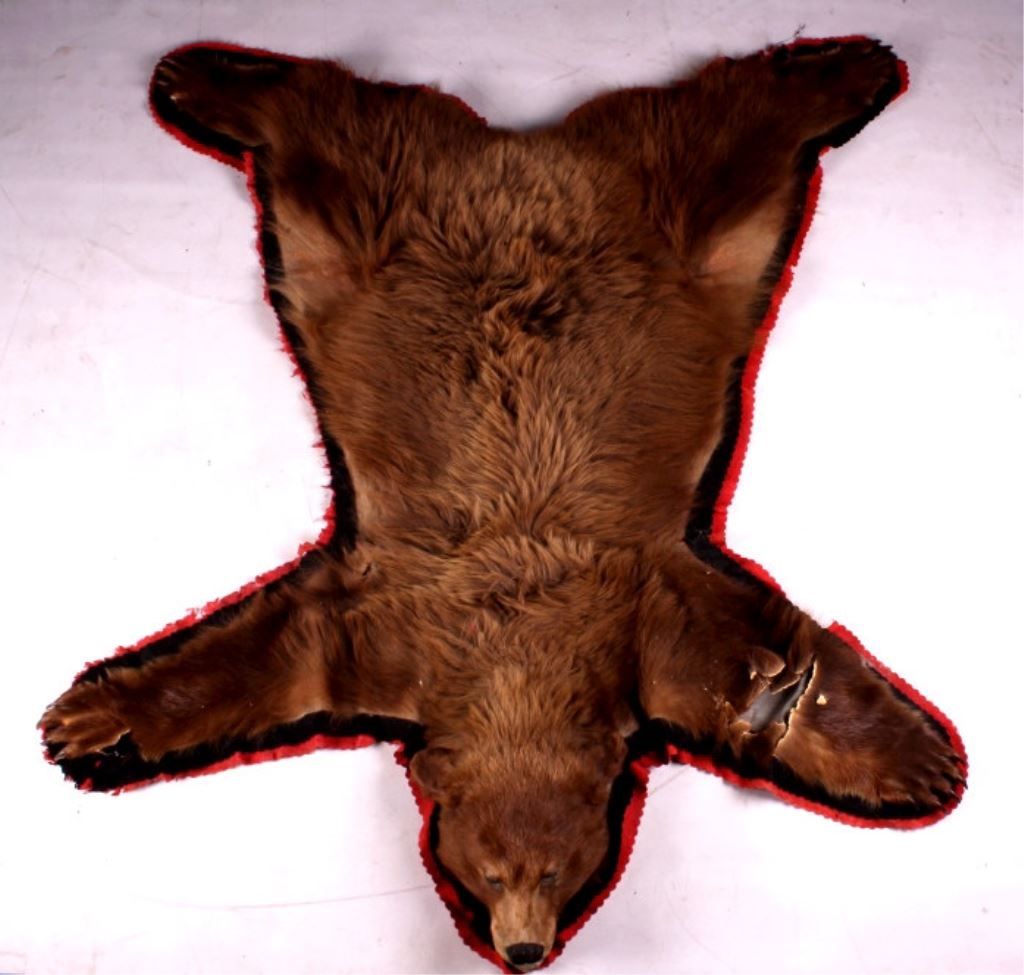 Montana Cinnamon Black Bear Rug Mount This is a Mo