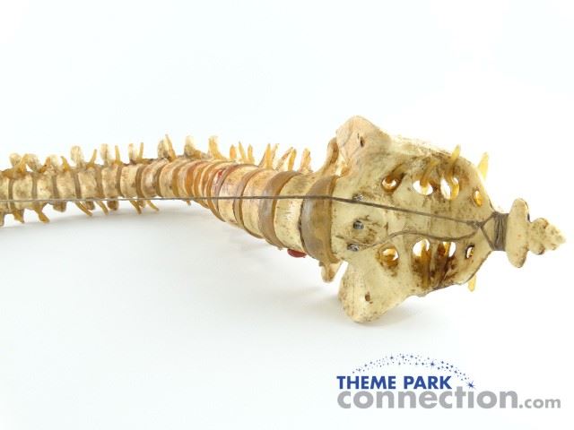 This Is The End 2013 Movie Screen Used Cannibal Scene Human Spine Bone Prop