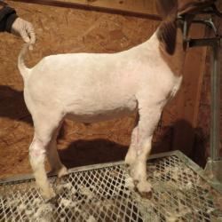 LAND OF LINCOLN BOER GOATS