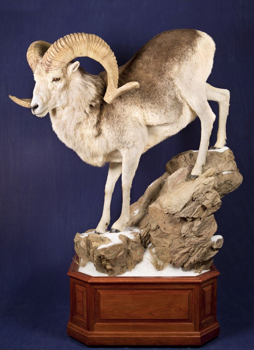 Sheep or Ibex Shoulder Mount