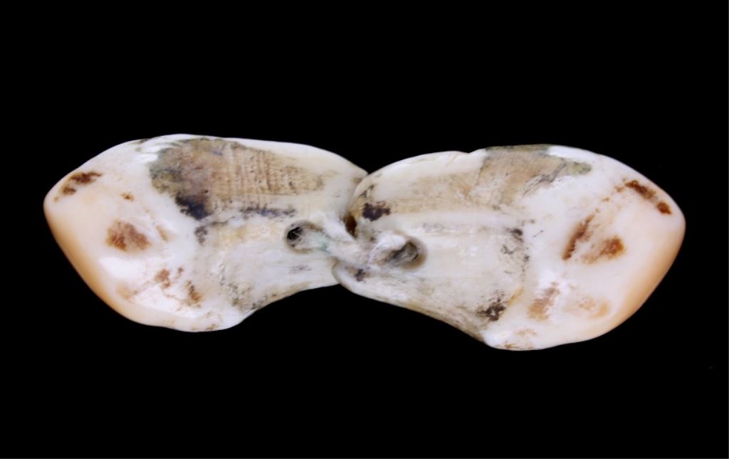 Montana Elk Ivory Teeth (2)