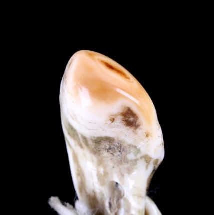 Montana Elk Ivory Teeth (2)