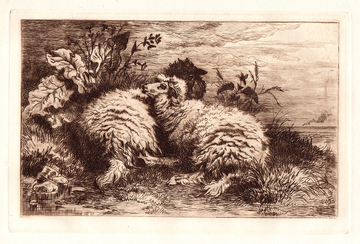 Thomas George Cooper 1884 Sheep Etching Original
