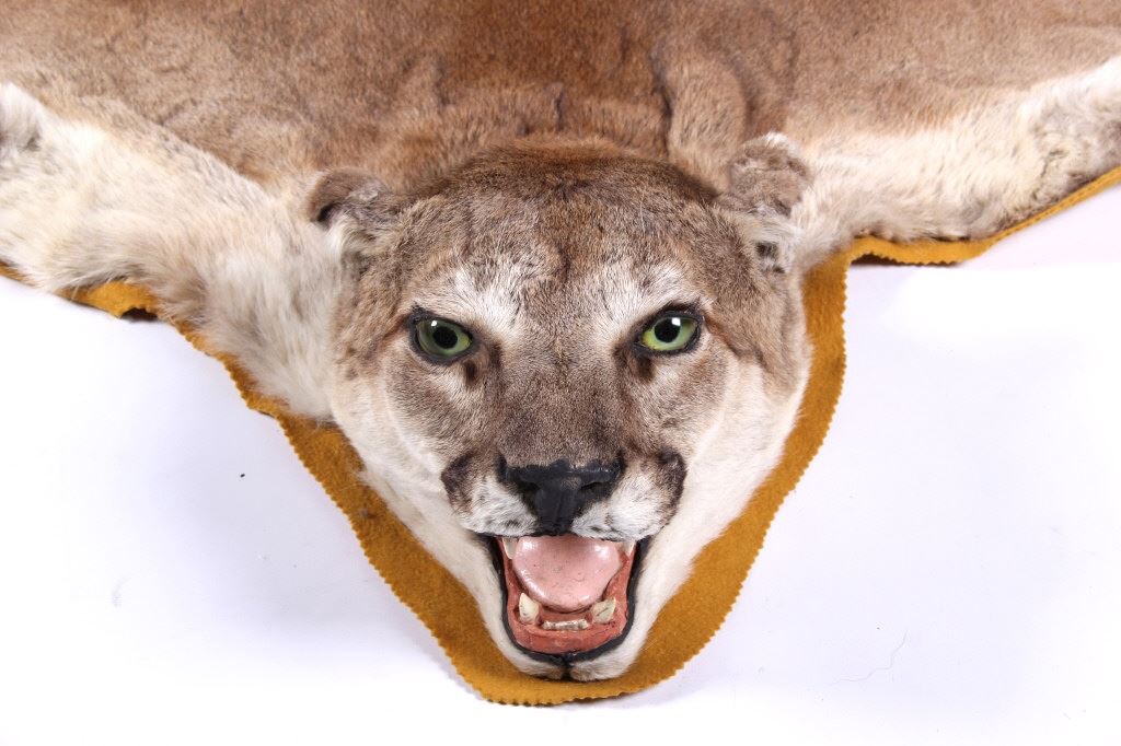 Montana Trophy Mountain Lion Rug