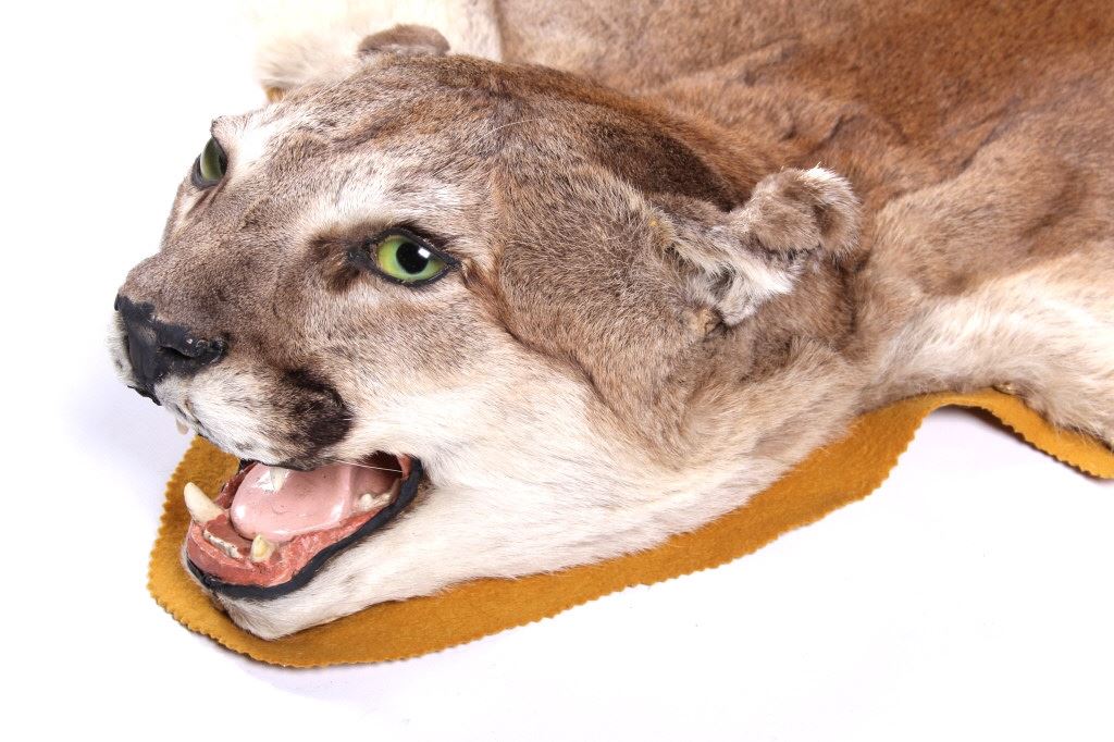 Montana Trophy Mountain Lion Rug