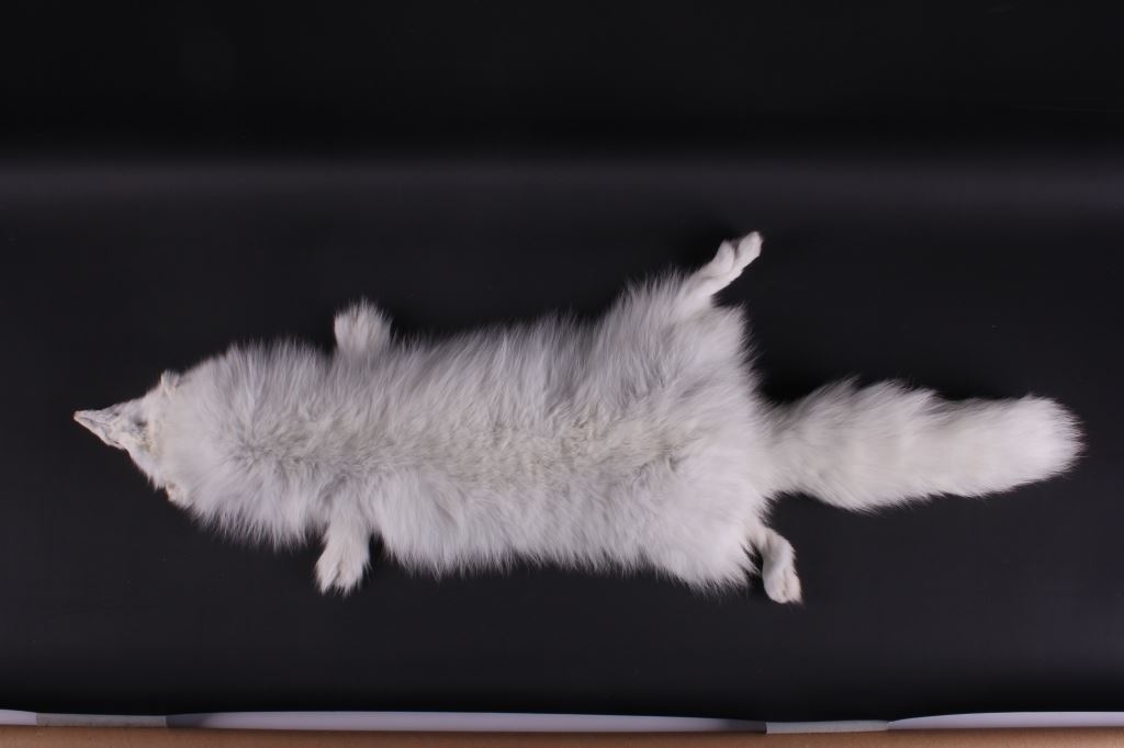 Tanned Arctic Fox Hide