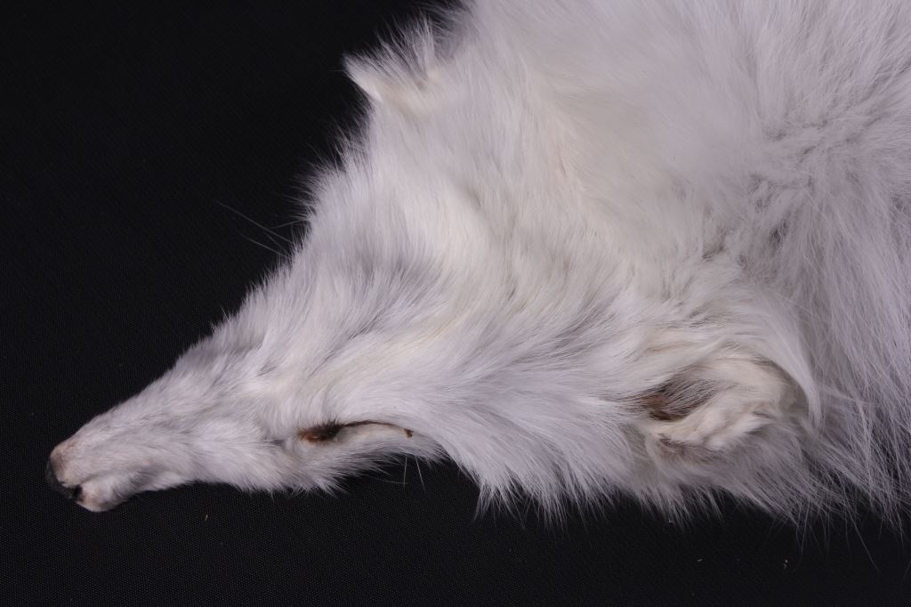 Tanned Arctic Fox Hide