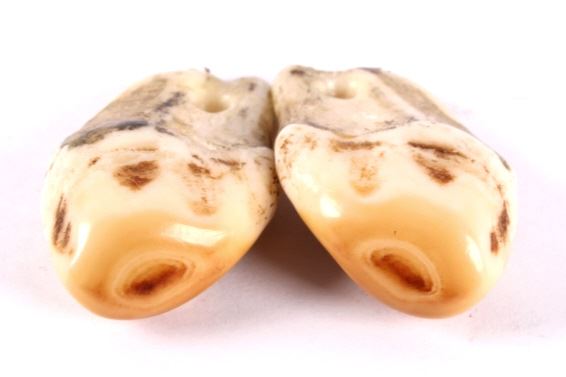 Montana Elk Ivory Teeth (2)