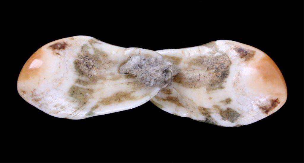 Montana Elk Ivory Teeth (2)